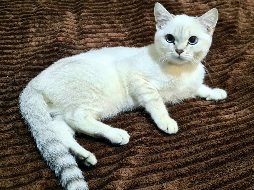 Серебристая шиншилла