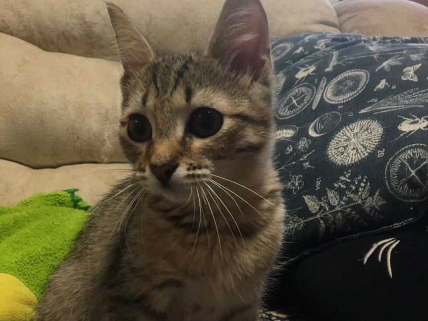 Котенок в добрые руки