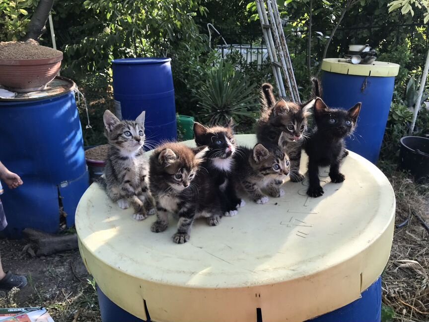 Молодые львы (котята)