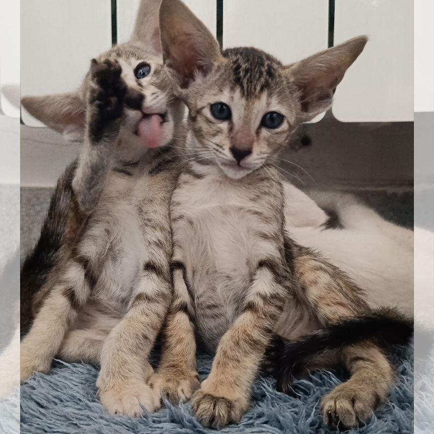 Ориентальный котёнок