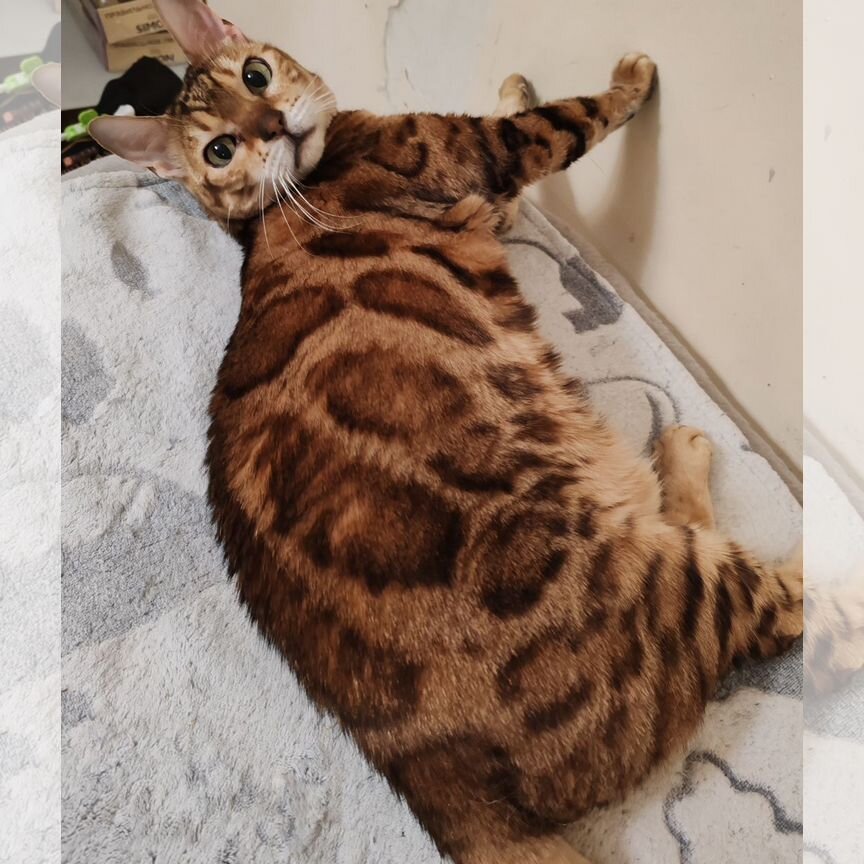 Бенгальская кошка, взрослая