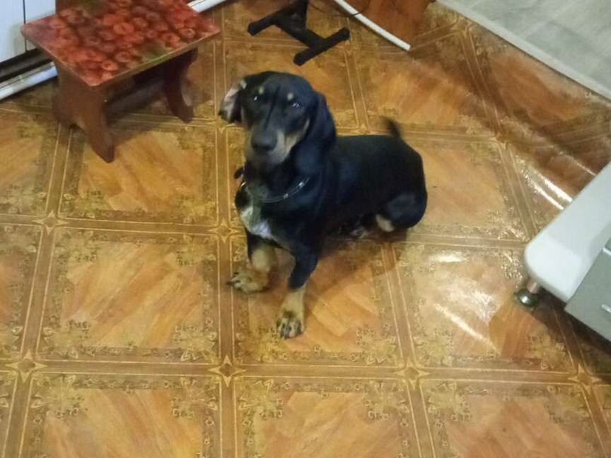 Собаки бесплатно такса