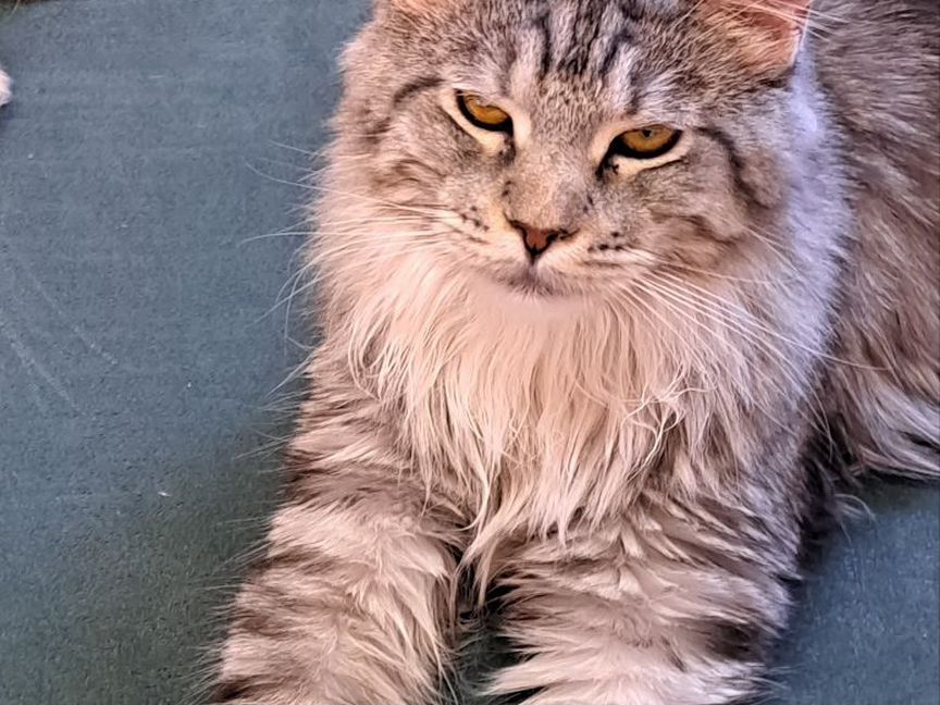 Королева Мейн-кун