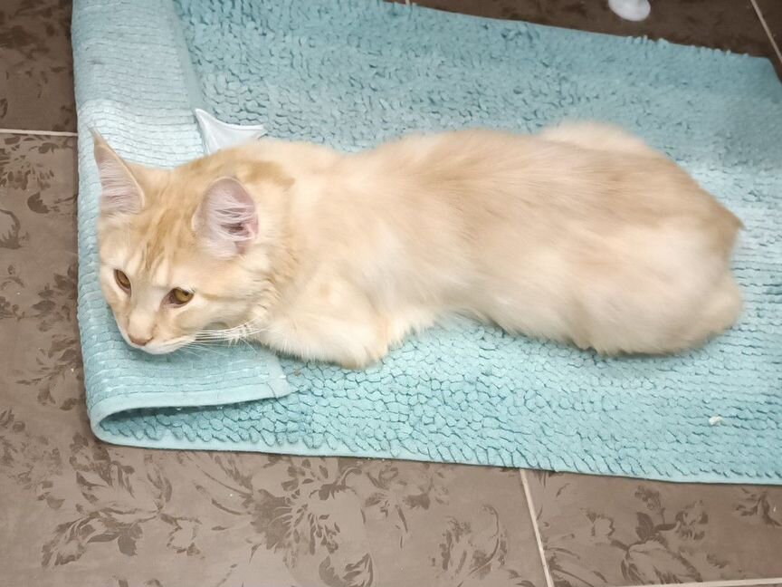 Кошка мейкун бесплатно