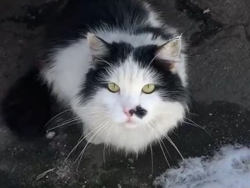 Котик домашний пропадает на улице