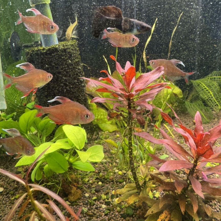 Аквариумные рыбки