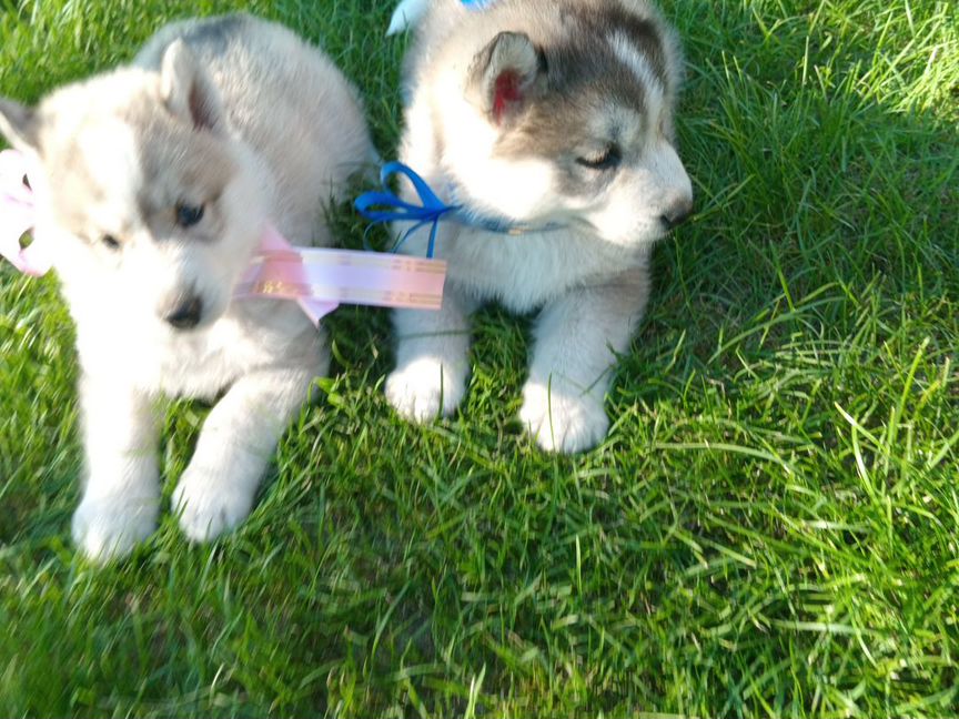 Щенки сибирской хаски