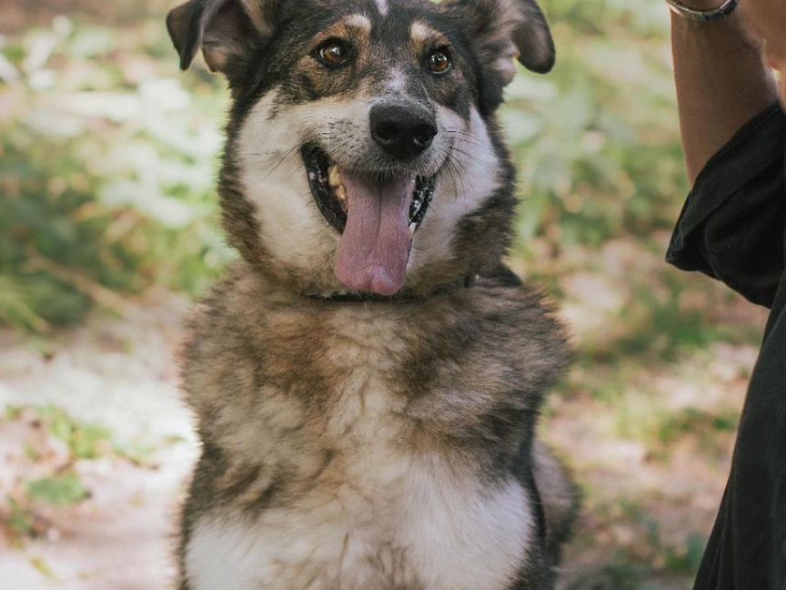Самая дружелюбная собака