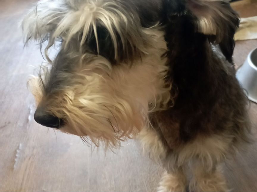 Собака в добрые руки маленькая порода