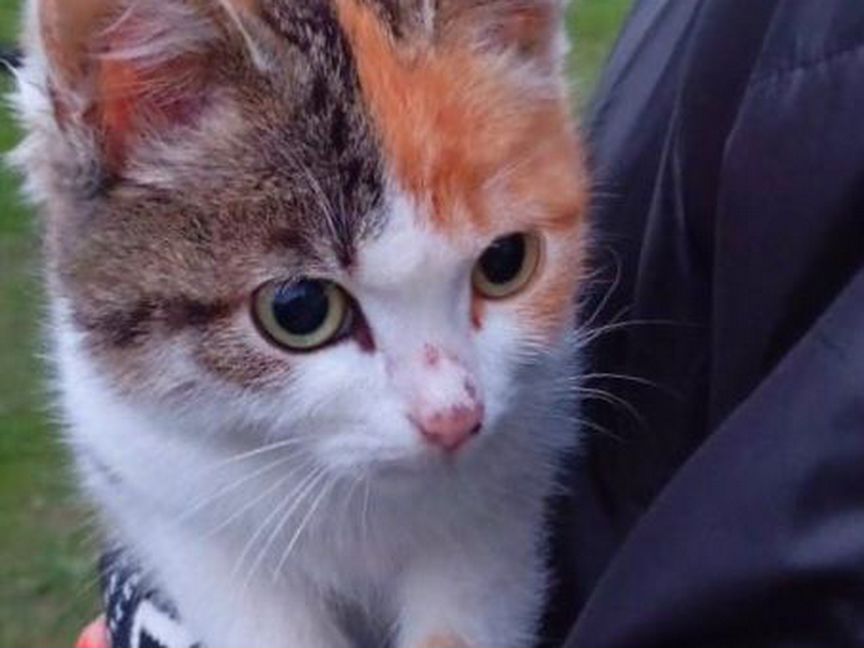 Котенок Настасья 3 мес один маленький шанс у нее