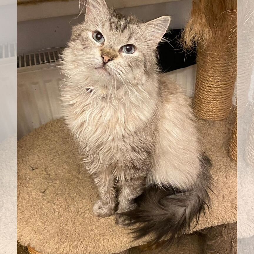 Тайский котёнок