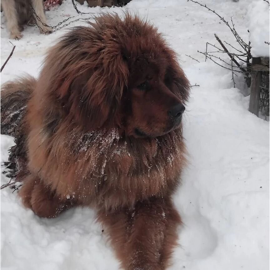 Тибетский мастиф