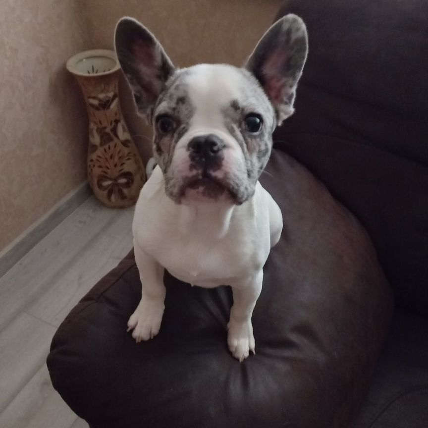 Французский бульдог