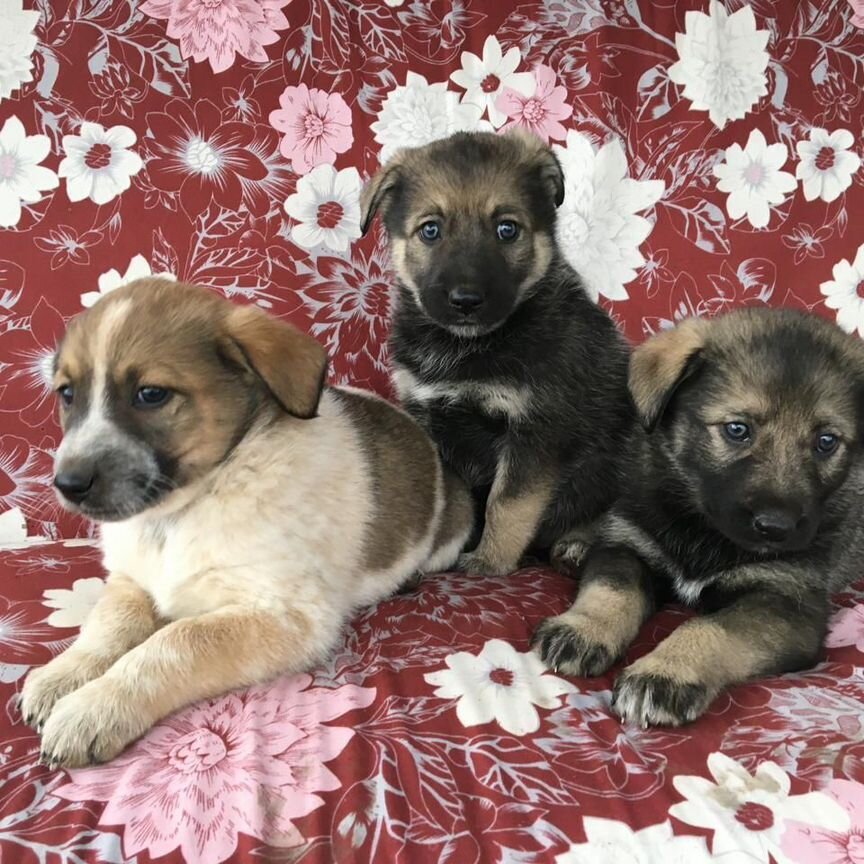 Три сестренки ищут дом