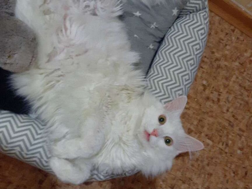 Прелестный кот в самые добрые руки