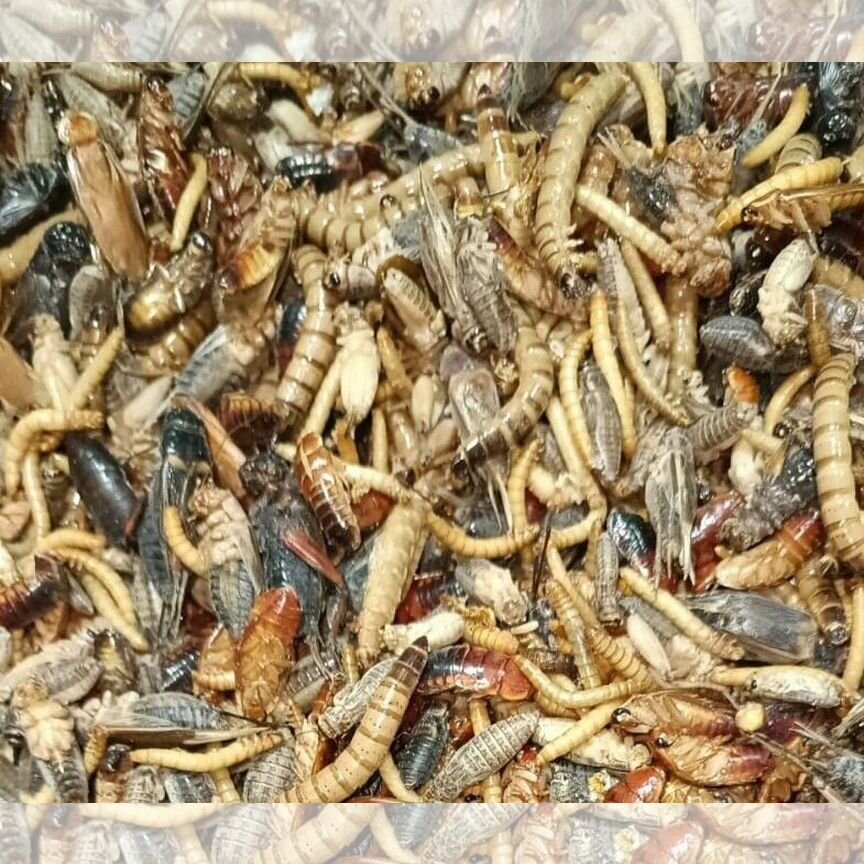 Микс насекомых / замороженные сверчки