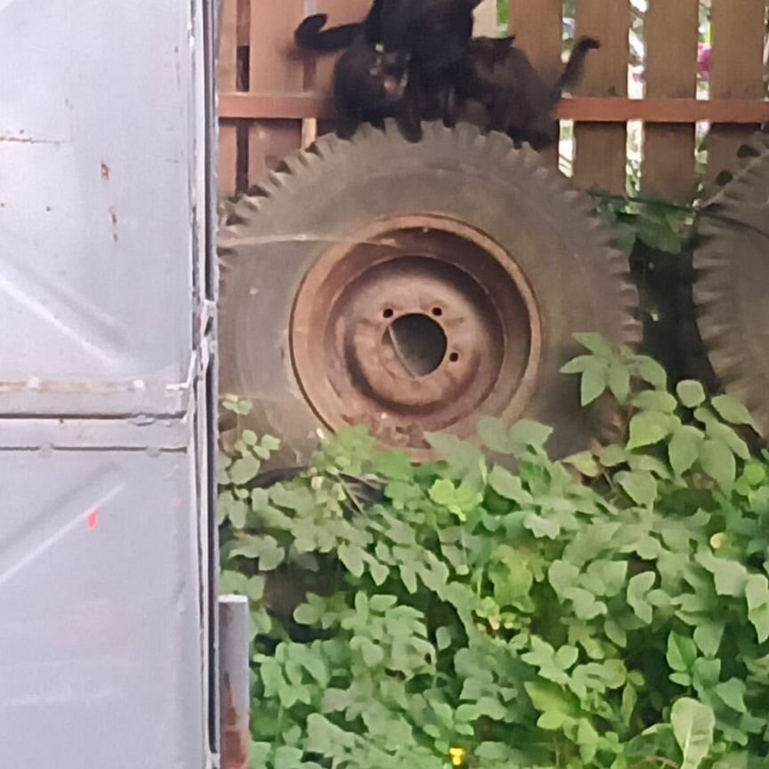 Нужны добрые руки котятам,1.5 мес