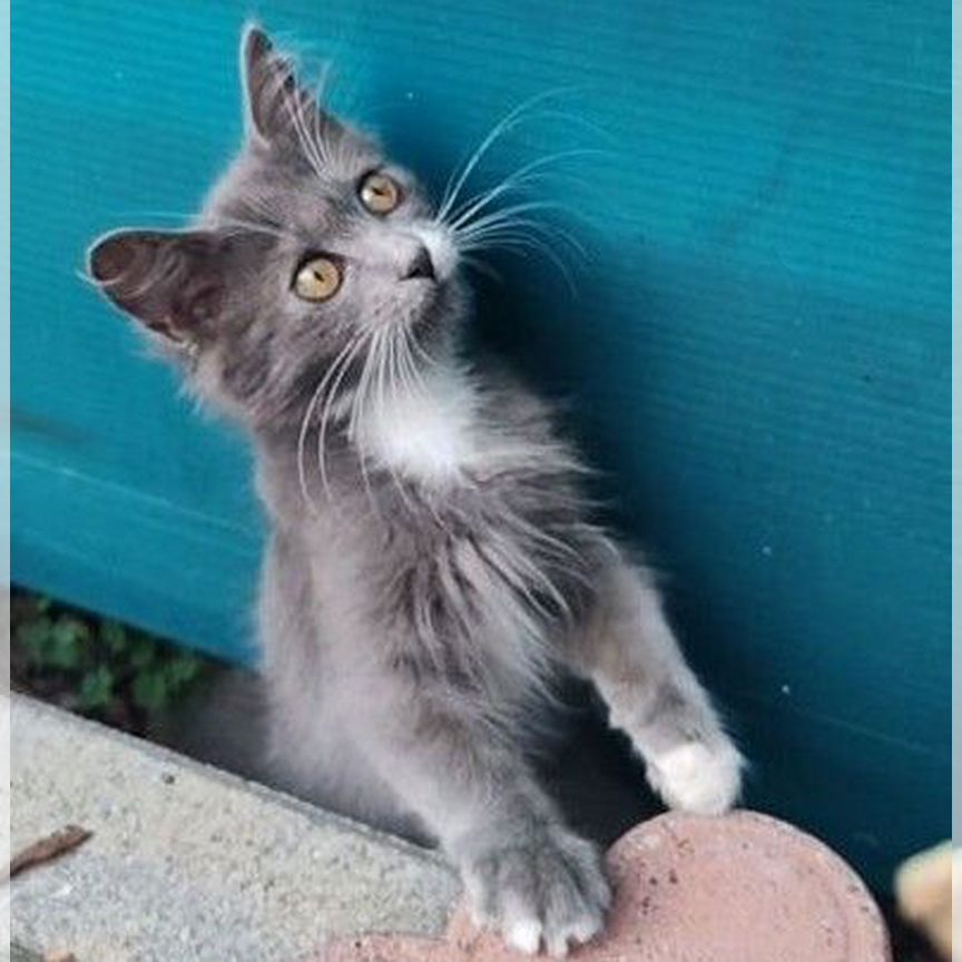 Котенок девочка Луна в добрые руки
