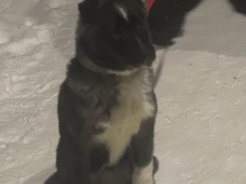 Русская европейская лайка