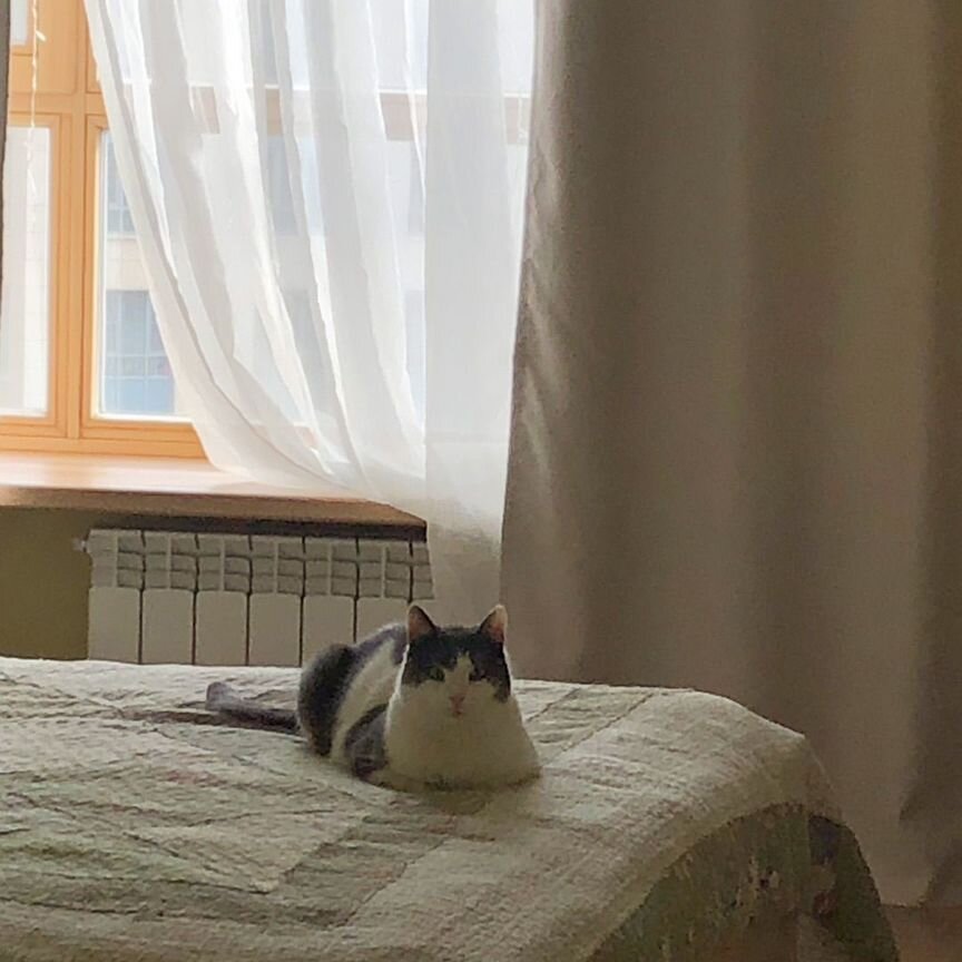 Кошка в дар