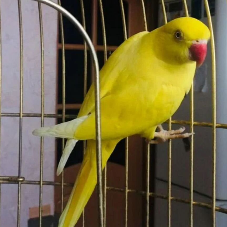 Ожереловый попугай