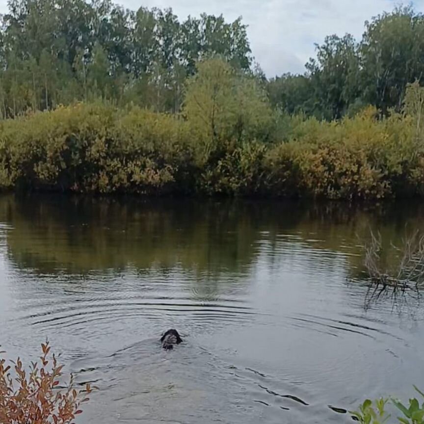 Собака дратхаар