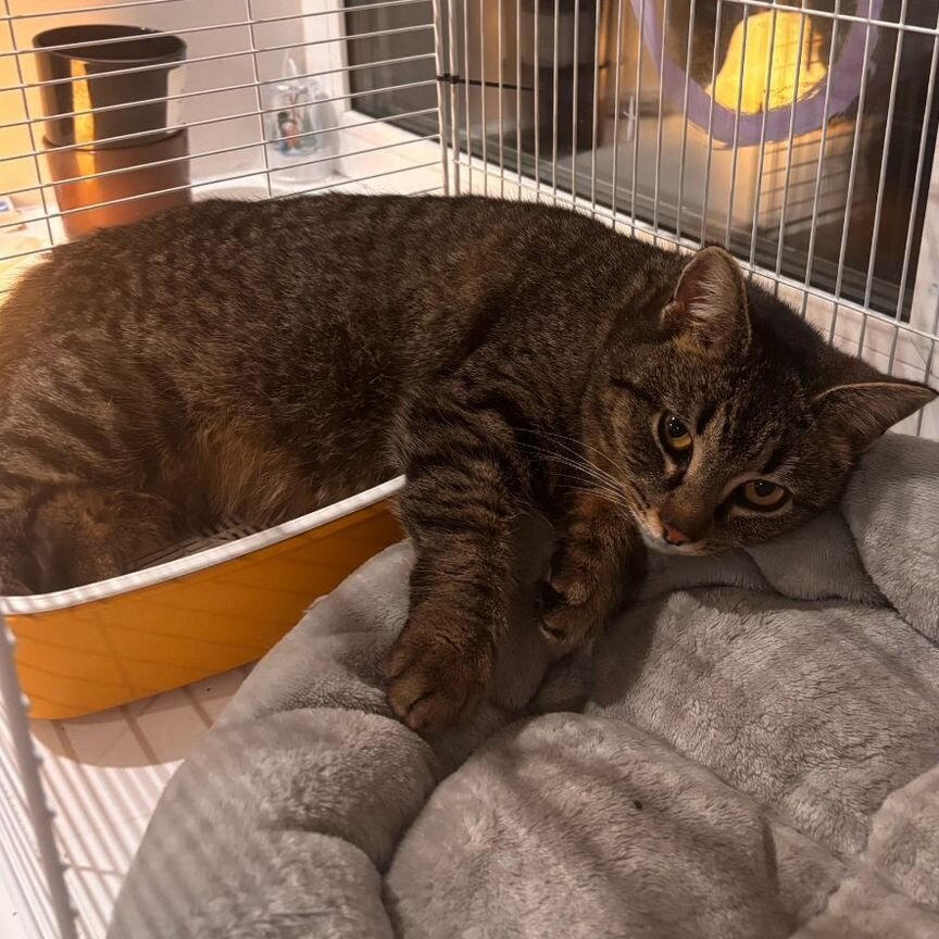 Взрослая, кошка в добрые руки