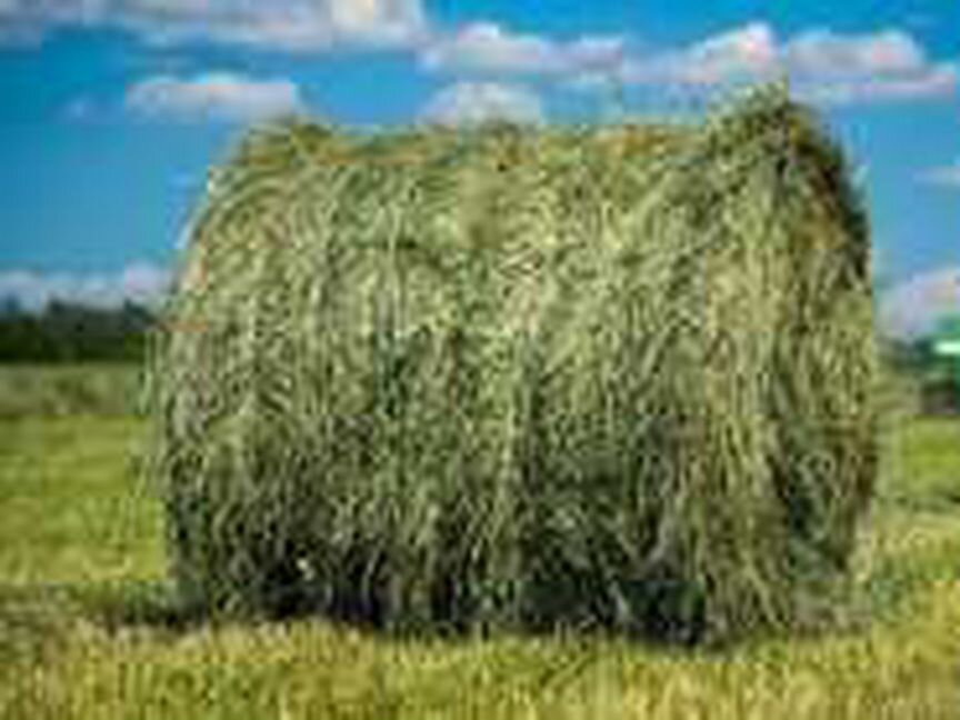 Продам сено