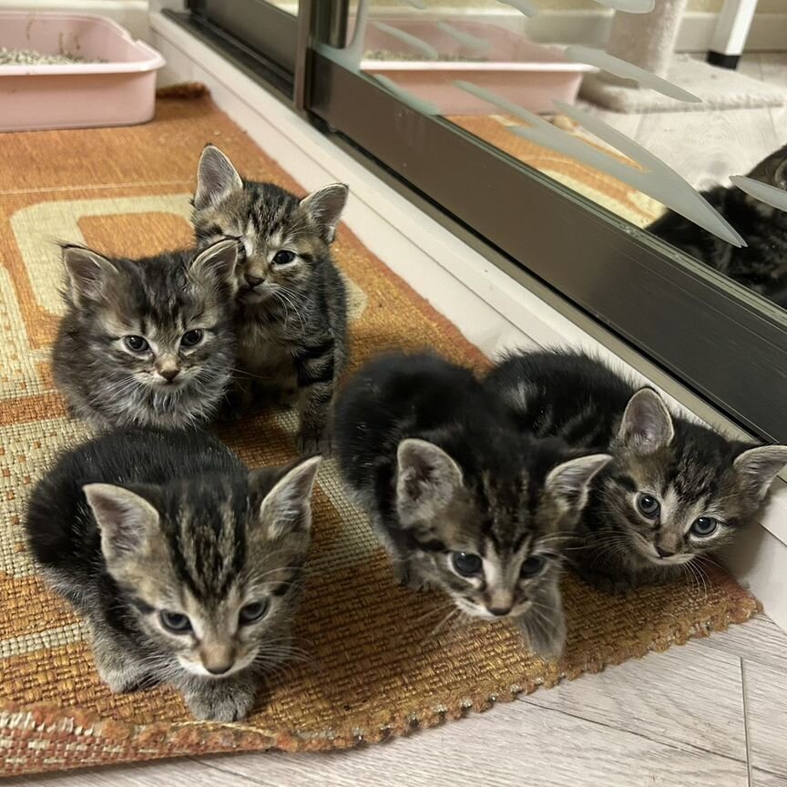 Котята