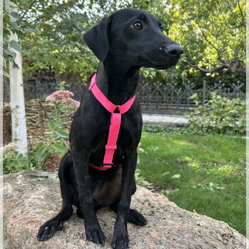 Щенок Ночка в добрые руки