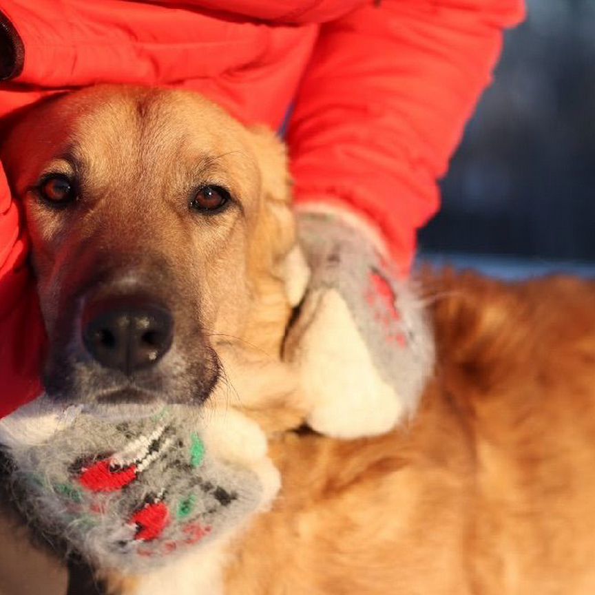 Собака мальчик