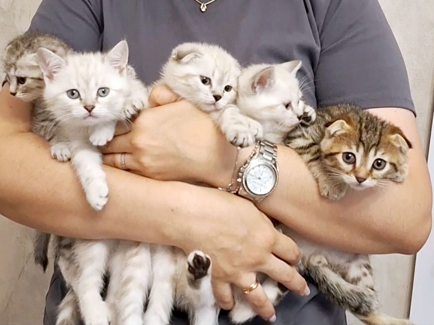 Шотландские котята