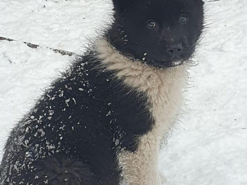 Руско европейские лайки