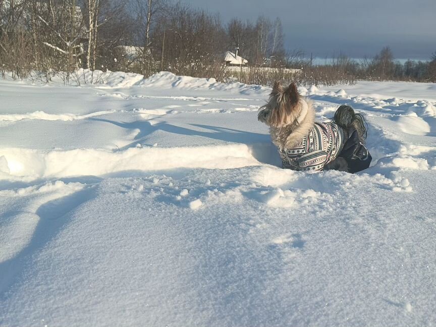 Йоркширский терьер вязка мальчик