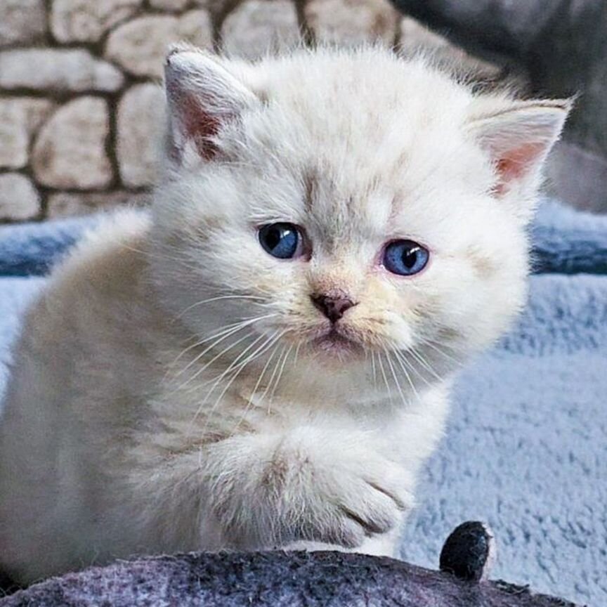 Шотландский прямоухий короткошёрстный котёнок
