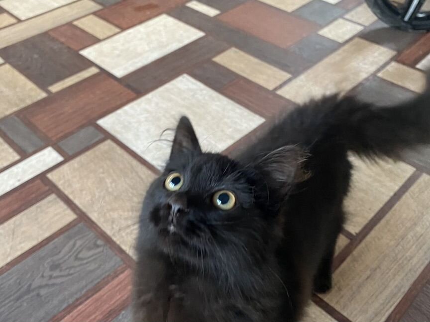 Кошка
