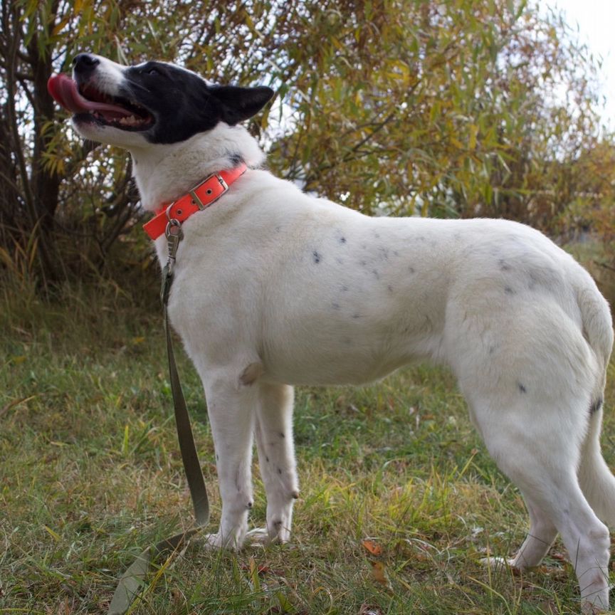 Юлька ищет дом