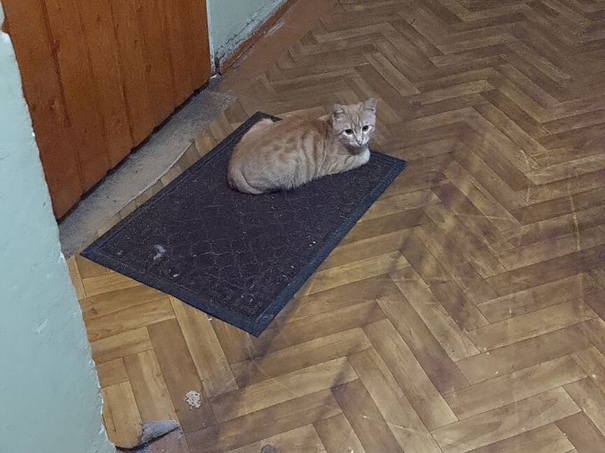 Котенок