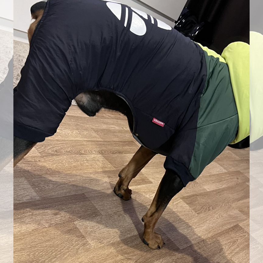 Одежда для собак