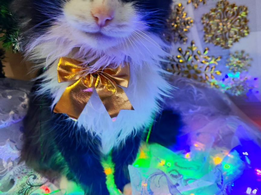 Котики бесплатно