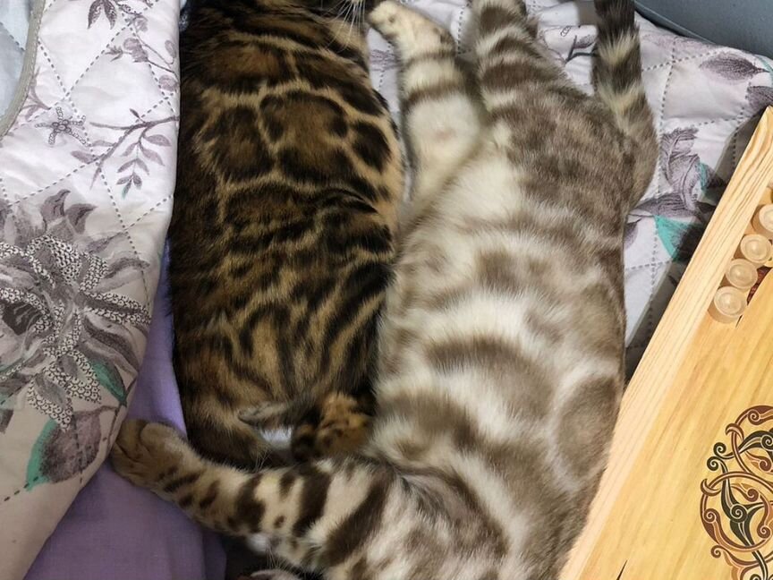 Бенгальские котята