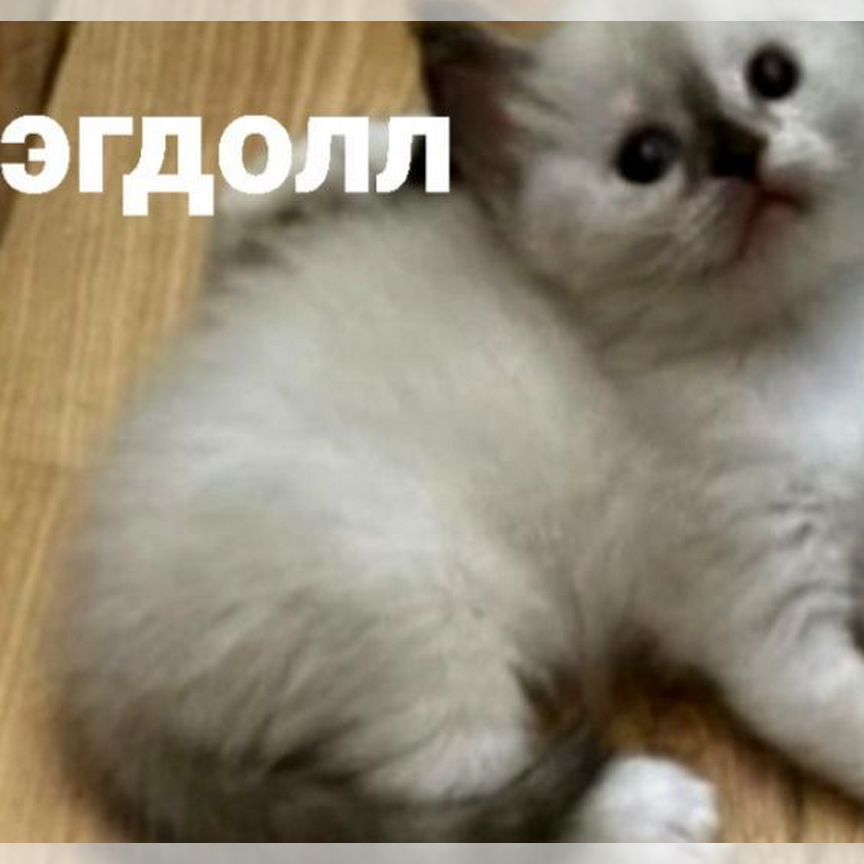 Шикарный котёнок