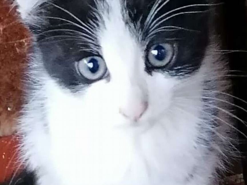 Очаровательный малыш в добрые руки