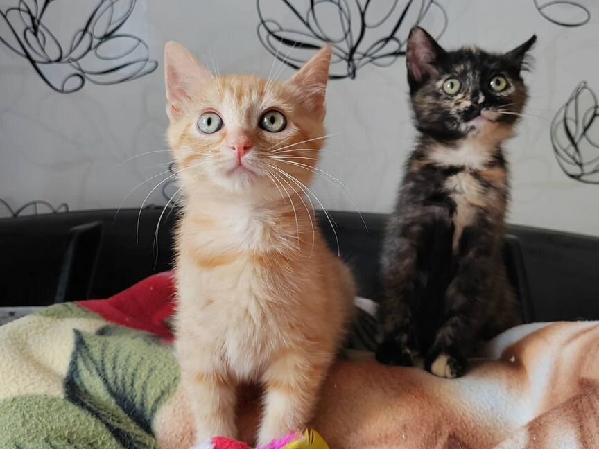 Маленький рыжий котенок девочка