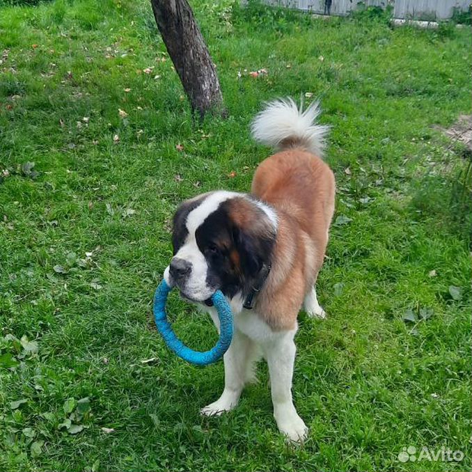 Сенбернар 2 года