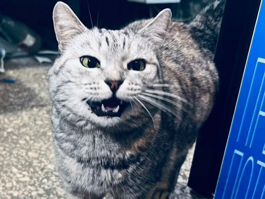 Кошечка