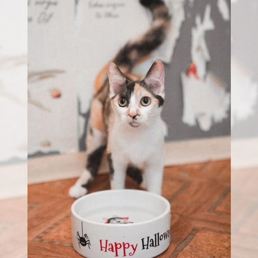 Кошки котята трехцветные