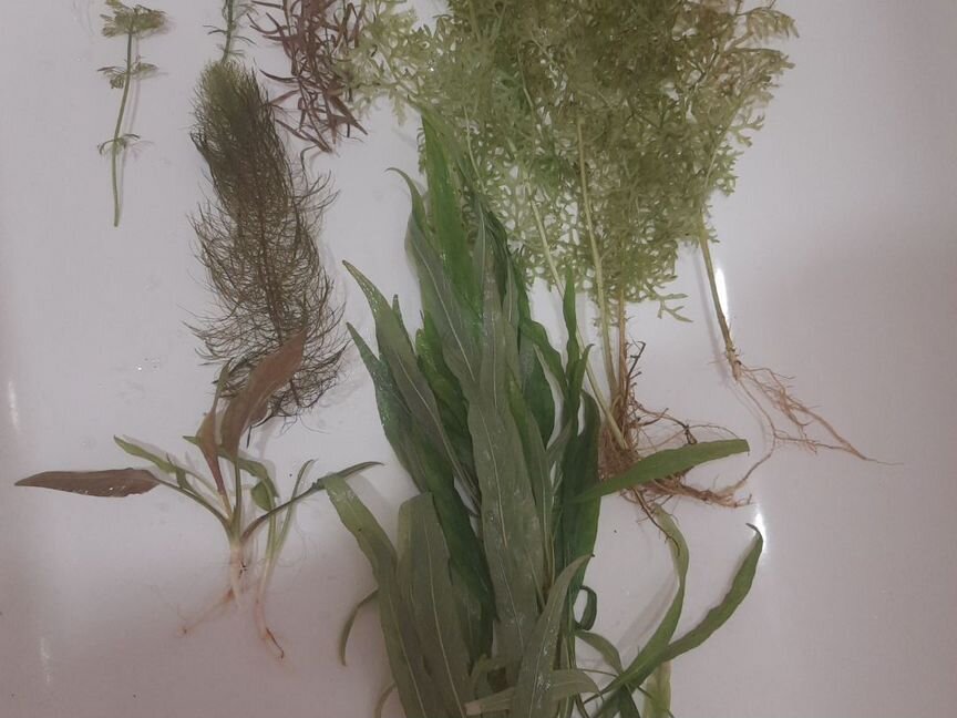 Аквариумная прополка