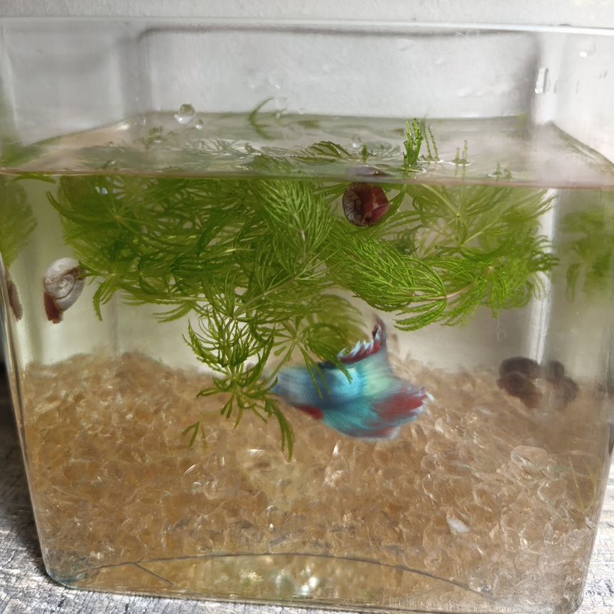 Аквариумные растения