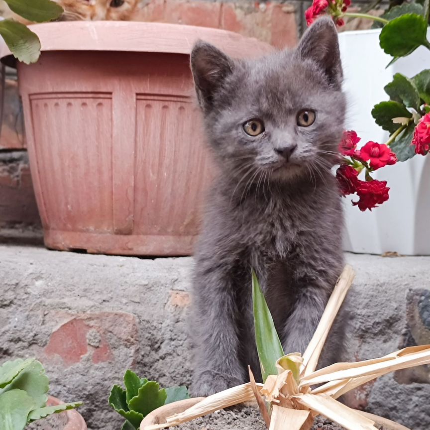 С весны добрые руки ищет дом серая кошечка